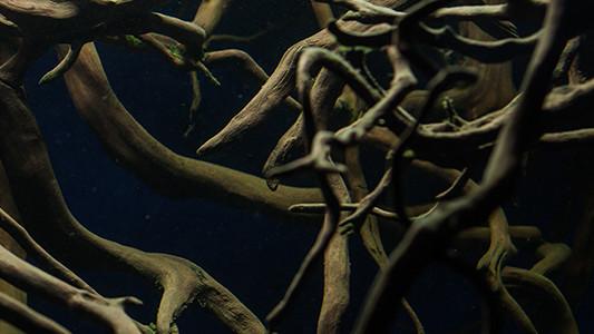 Deep Roots | Daily Devotional | Inspiration Ministries