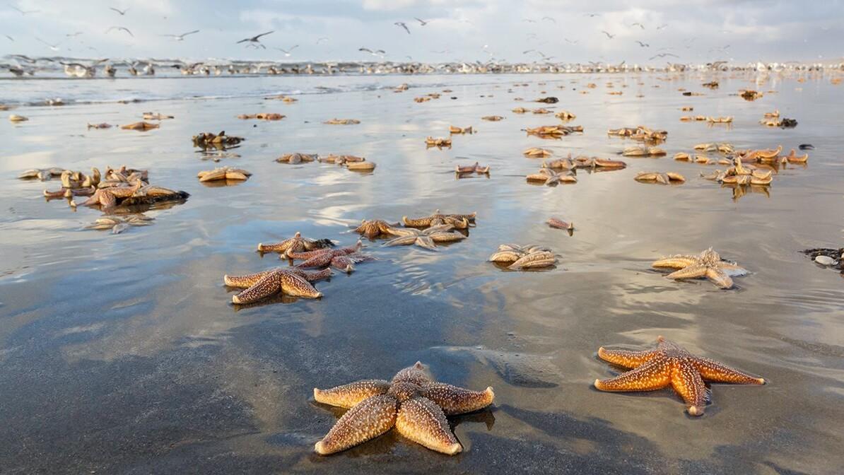 The Parable of the Starfish | Inspiration Ministries