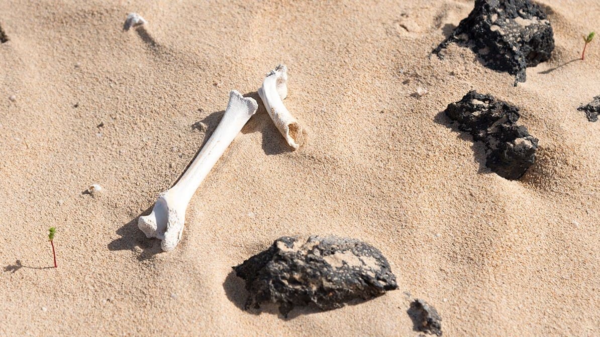 Prophesy Over These Dry Bones | Inspiration Ministries